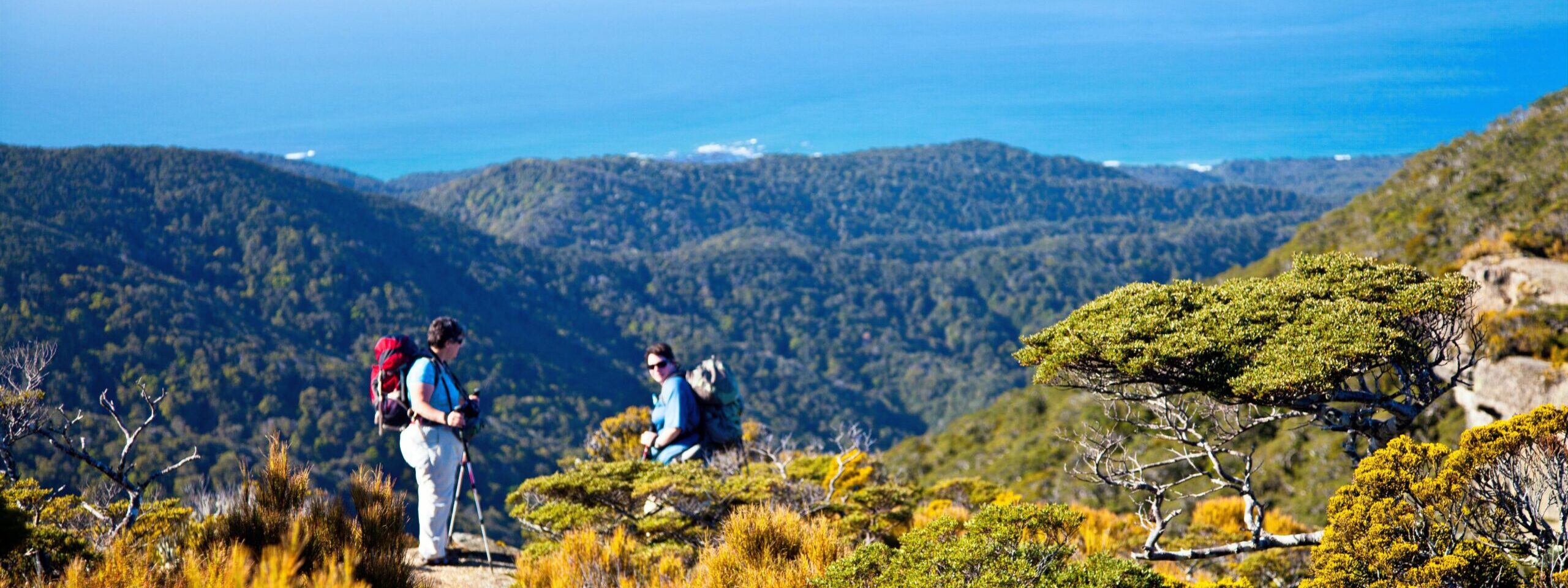 Hump Ridge Track: A Special Walk Through Southern Forest